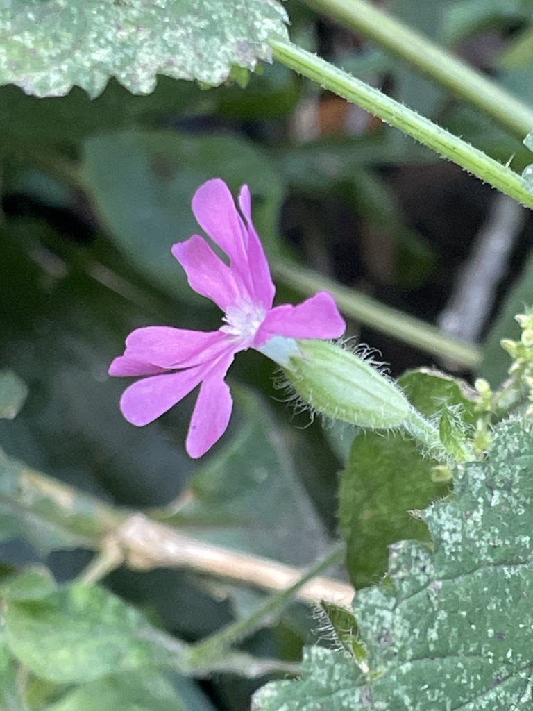 red campion from Askham Bryan College, York, England, GB on October 10 ...
