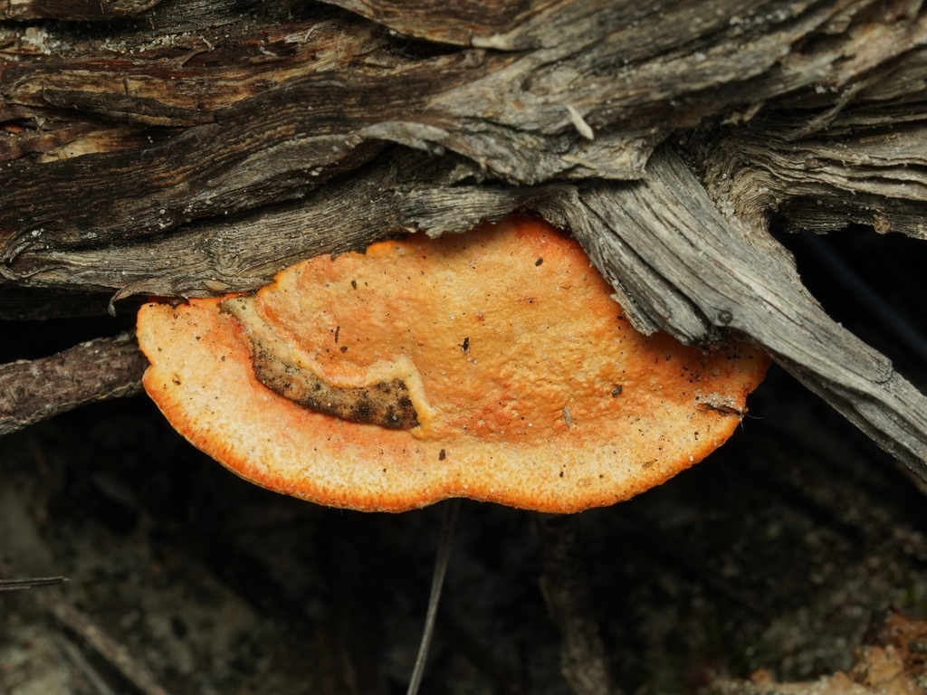 Southern Cinnabar Polypore from Warradarge WA 6518, Australia on August ...