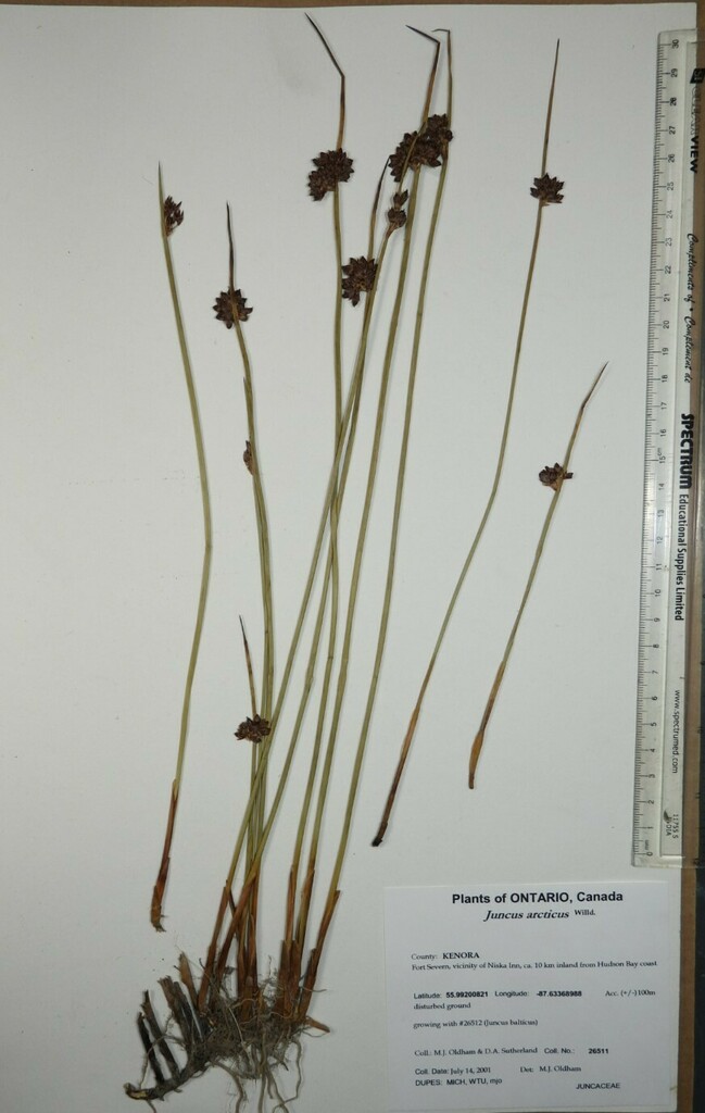 Arctic Rush from Canada, Ontario, KENORA County, Fort Severn, vicinity ...