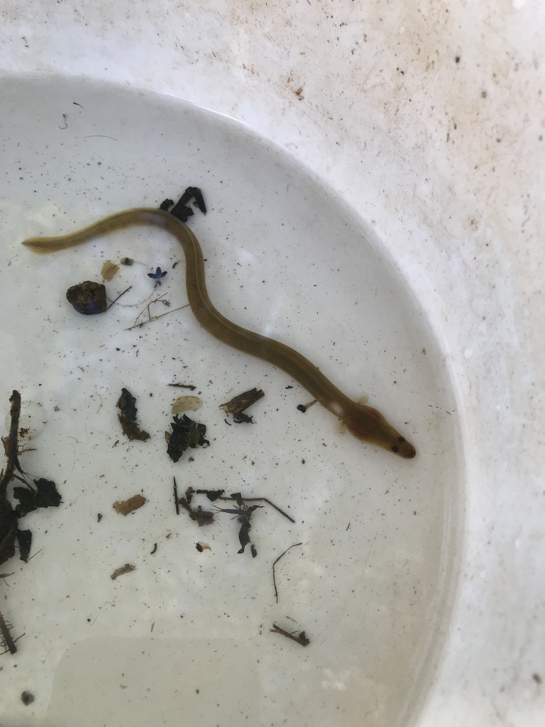 American Eel from Sackville Waterfowl Park, Sackville, NB, CA on ...