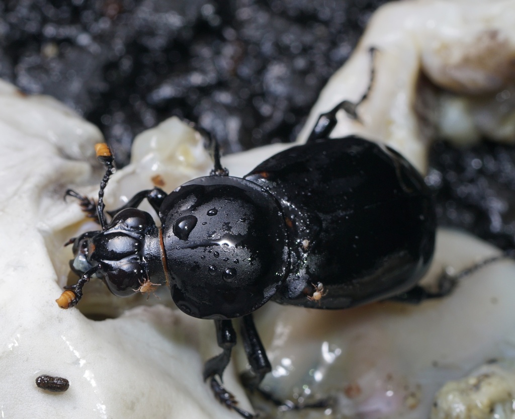 Nicrophorus concolor from 武义县, 金华市, 浙江省, CN on January 3, 2015 at 11:35 ...
