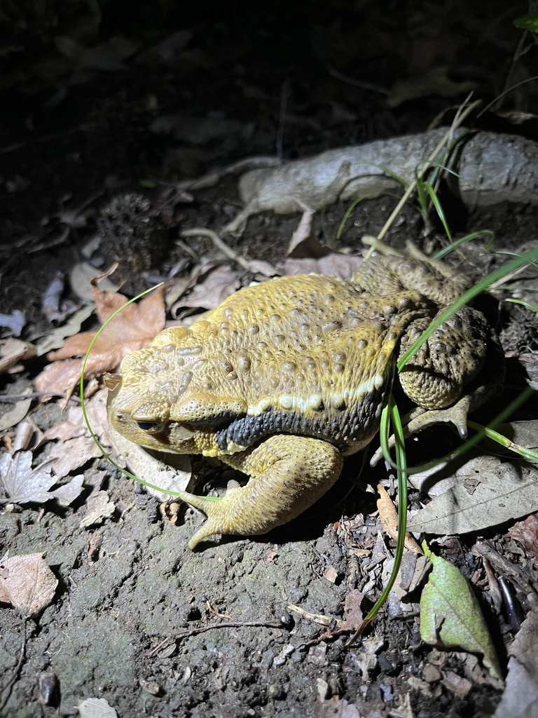 Eastern-Japanese Common Toad from 岸根公園, 横浜市, 神奈川県, JP on October 10 ...