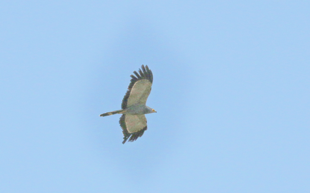 African Harrier-Hawk from Koedoespoort 456-Jr, Pretoria, 0186, South ...