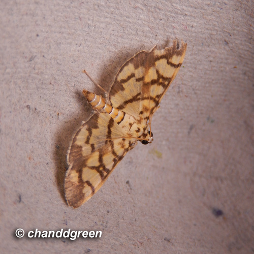 Género Pardomima · iNaturalist Mexico