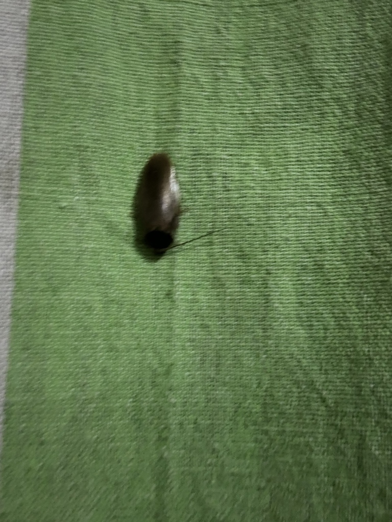 Indian Cockroach from Cejlon, Western Province, LK on October 10, 2024 ...