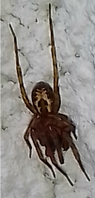 Lace web spiders in October 2023 by pbuggy · iNaturalist