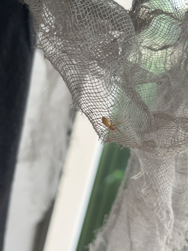 RTA Clade Spiders from Orlando on October 10, 2024 at 11:38 AM by ...