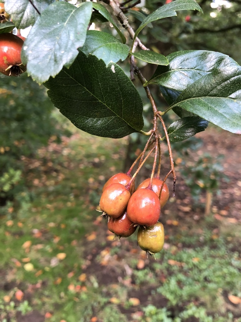 Maleae from Askham Bryan College, York, England, GB on 10 October, 2024 ...