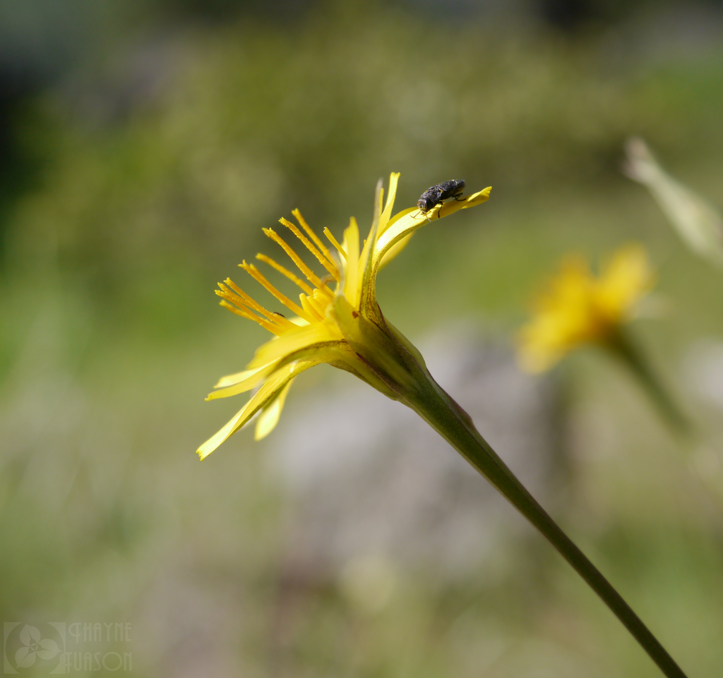 nodding microseris (Microseris nutans) - Botanical Realm