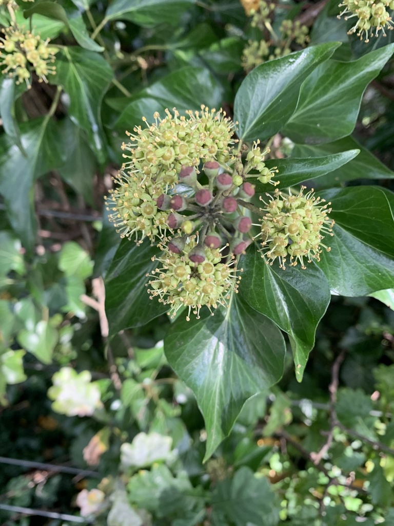 common ivy from Bramhall Moor Lane, Stockport, England, GB on October ...