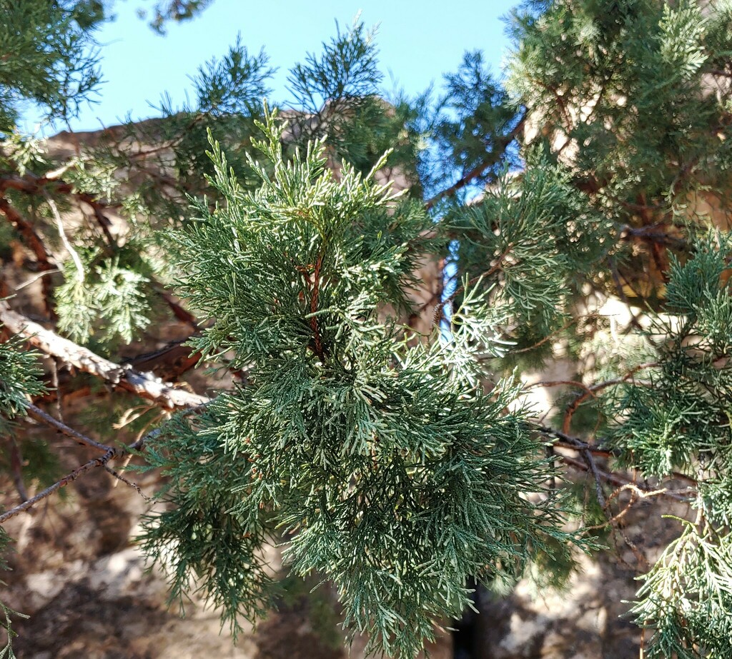 Rocky Mountain Juniper from Cibola County, NM, USA on October 06, 2024 ...