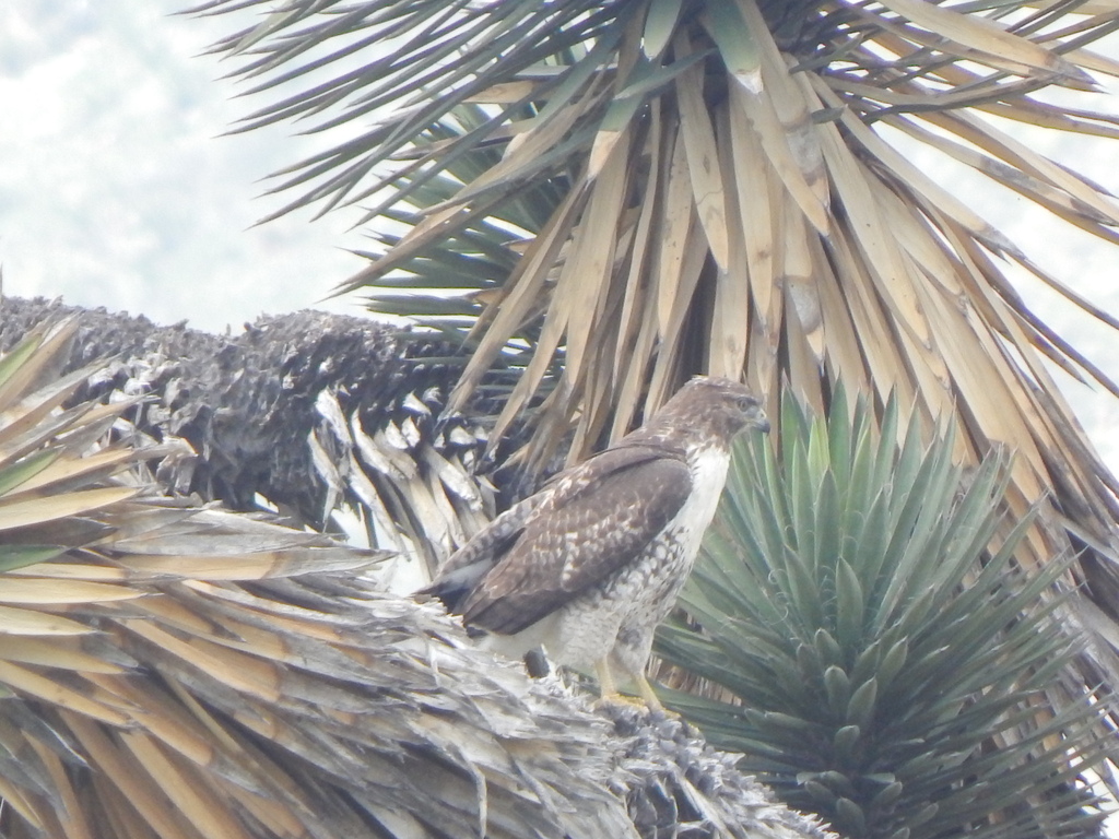 Red-tailed Hawk from 25933 Coah., México on September 19, 2024 at 12:39 PM by Devany González ...