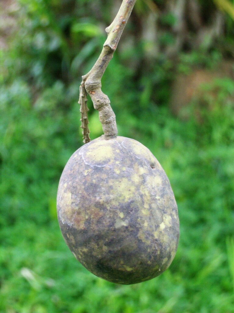 Chontaquiro masha, huayruro negro (Especies forestales de la amazonía ...