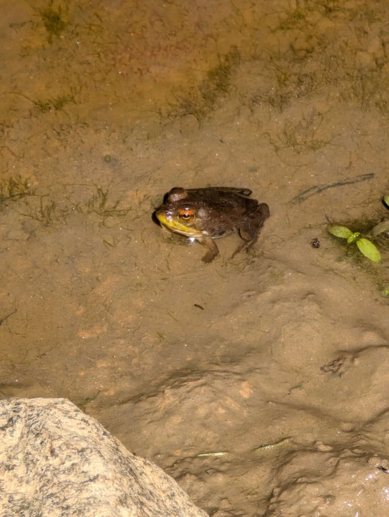 American Bullfrog from Marietta, GA 30062, USA on October 10, 2024 at ...