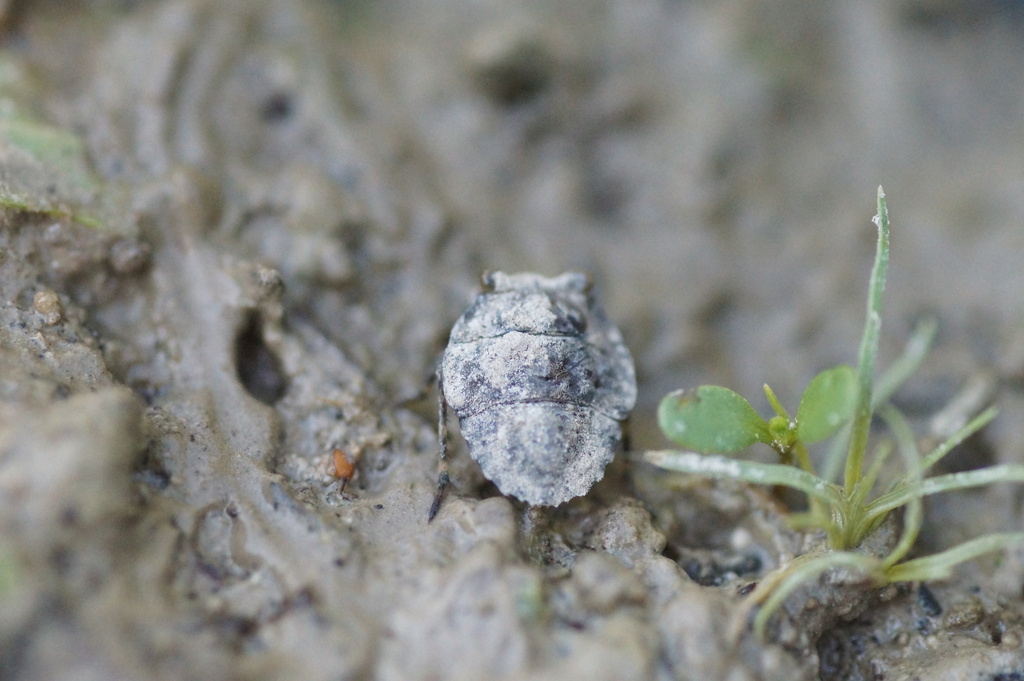 Big-eyed Toad Bug from Midlothian, TX, USA on October 9, 2024 at 11:02 ...