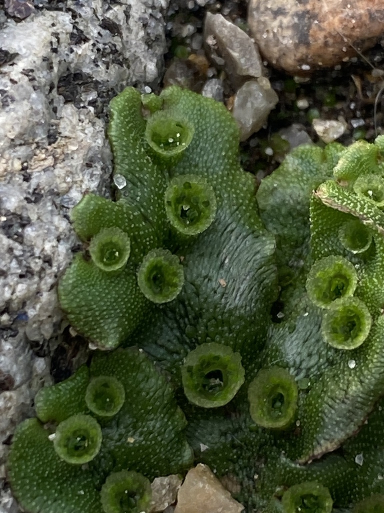 Common Liverwort from Hospitalsenhed Midt, Viborg, DK-82, DK on October ...