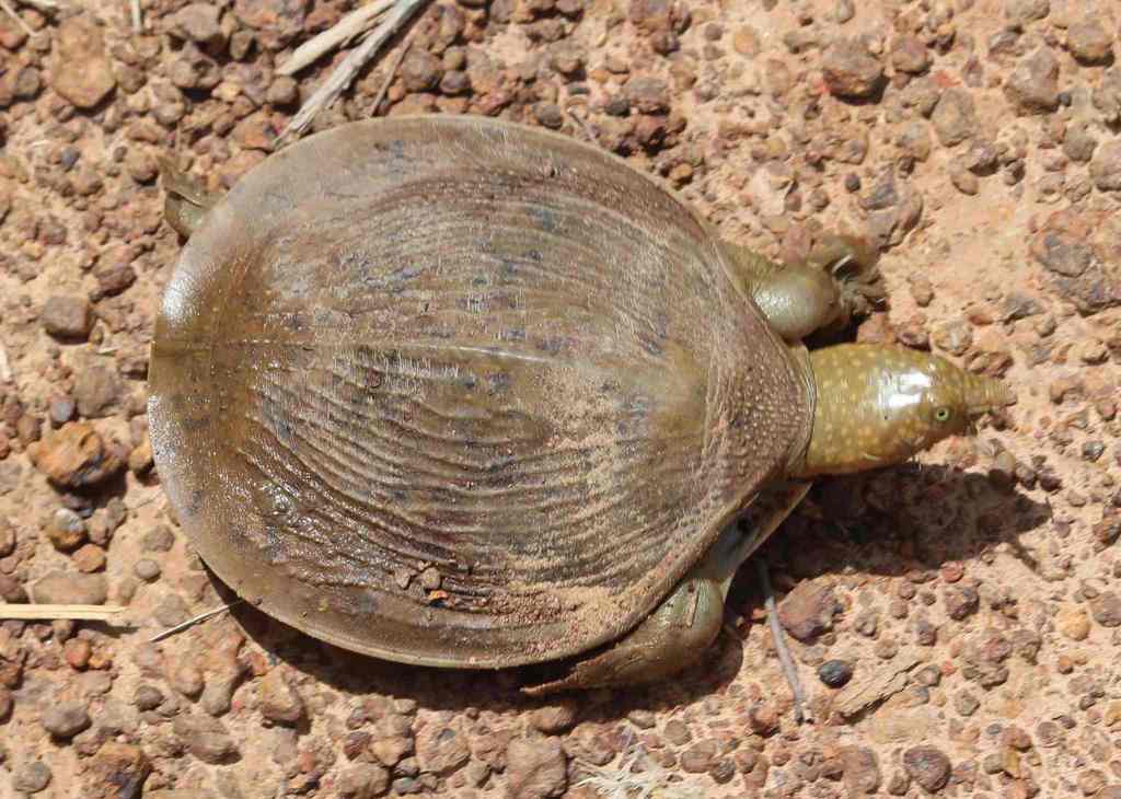 Senegal Flapshell Turtle in June 2013 by ONG OeBenin · iNaturalist