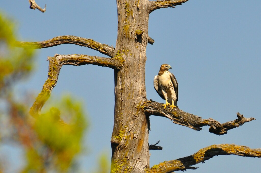 Red-tailed Hawk from Awbrey Butte, Bend, OR 97703, USA on July 16, 2023 ...