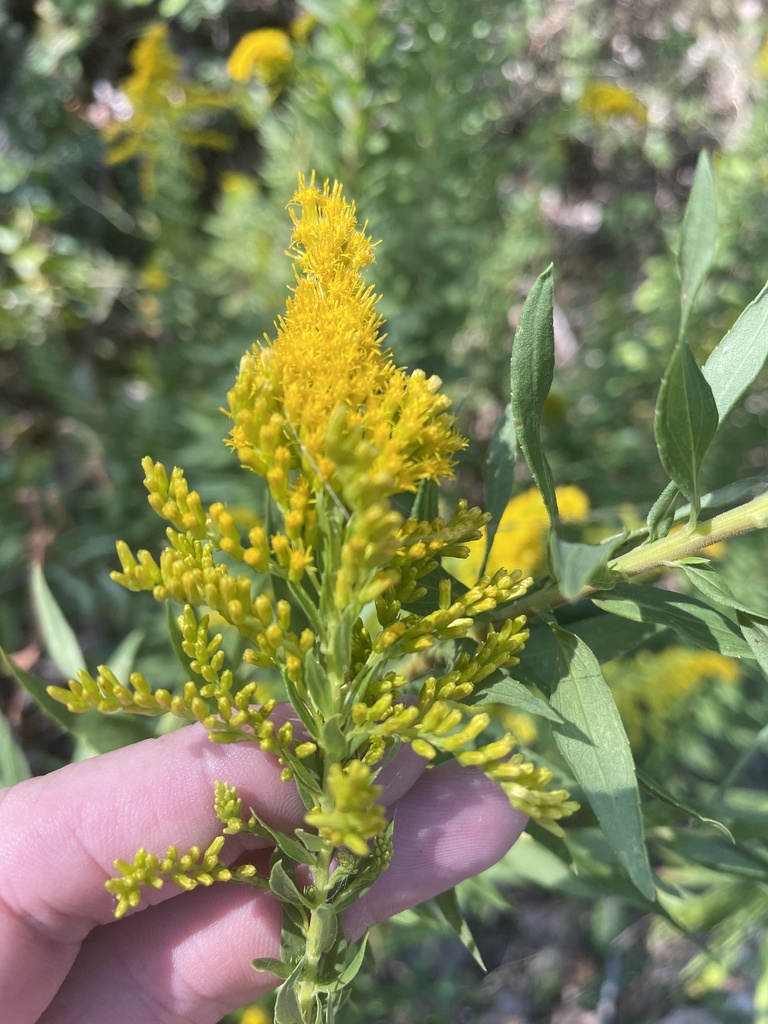 tall goldenrod from The Meadows Park, Cedar Hill, TX, US on October 10 ...