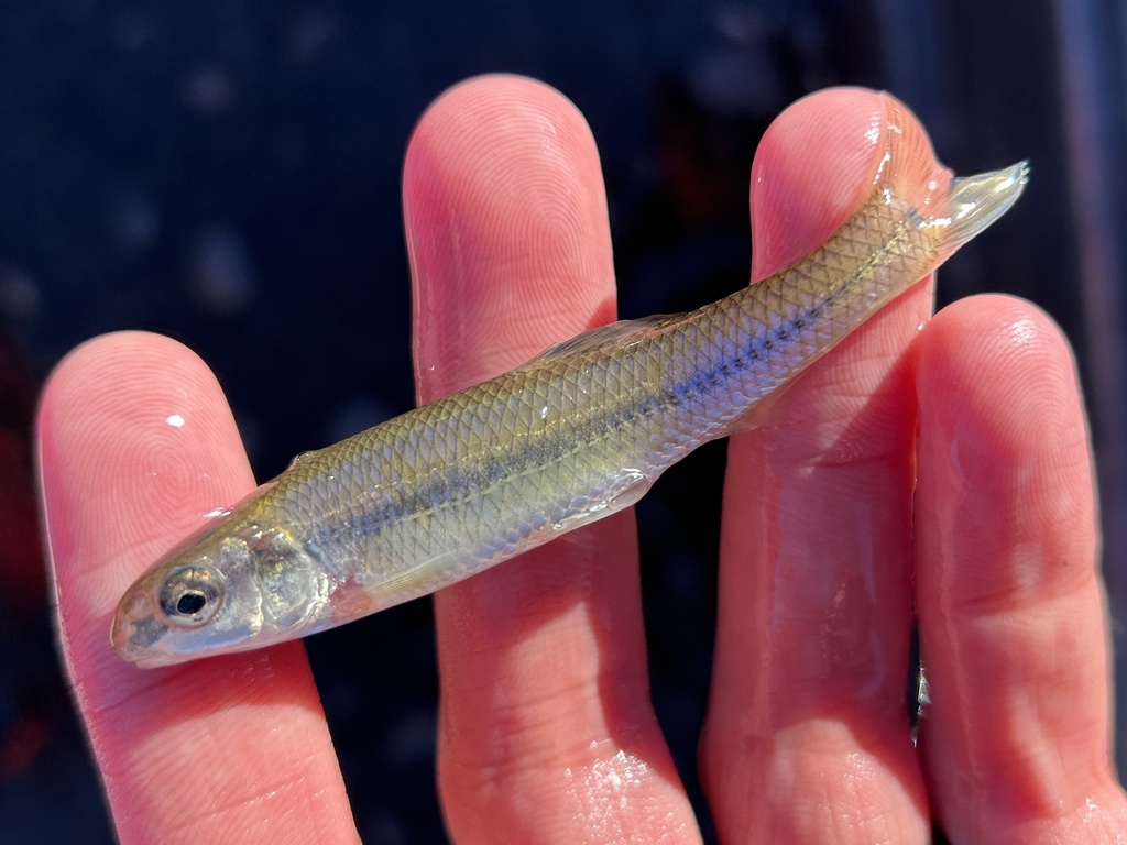 Bluntnose Minnow from Sugar Island, Sault Sainte Marie, MI, US on ...
