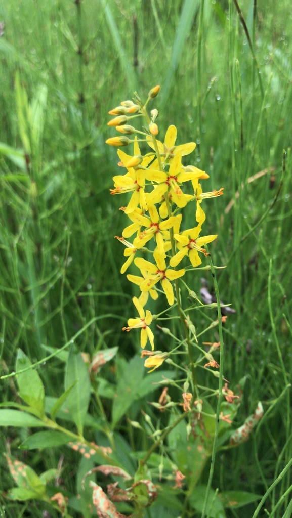 swamp candles from Eloise Butler Wildflower Garden and Bird Sanctuary ...