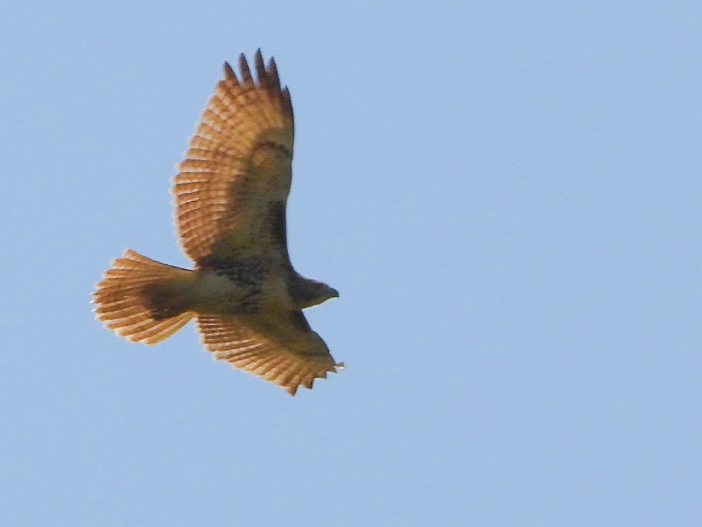 Red-tailed Hawk from Harris County, TX, USA on October 10, 2024 at 02: ...