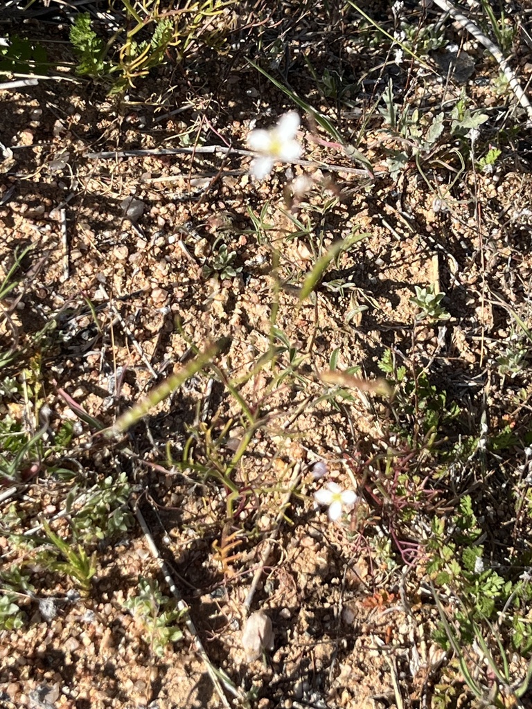 Namaqua Sunspurge from R382, Springbok, NC, ZA on July 5, 2024 at 03:16 ...