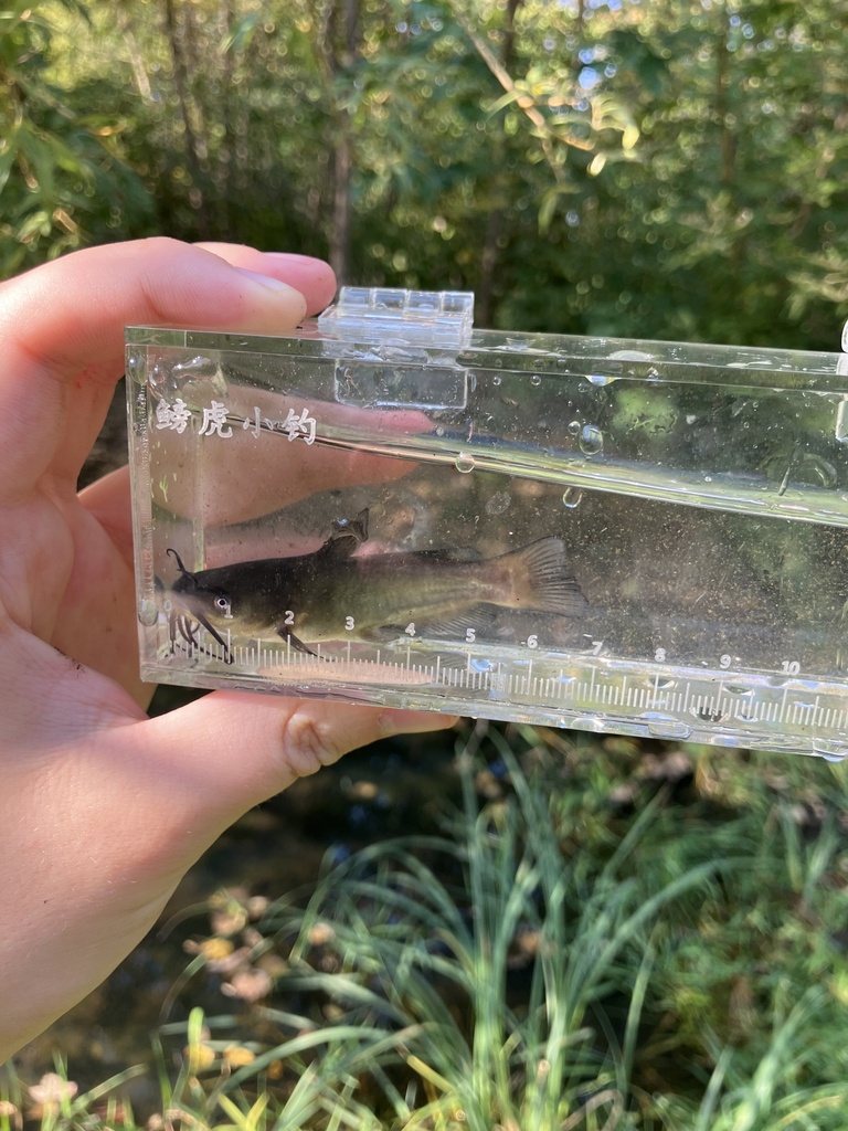Black Bullhead from Lyndale Park Rose Garden, Minneapolis, MN, US on ...
