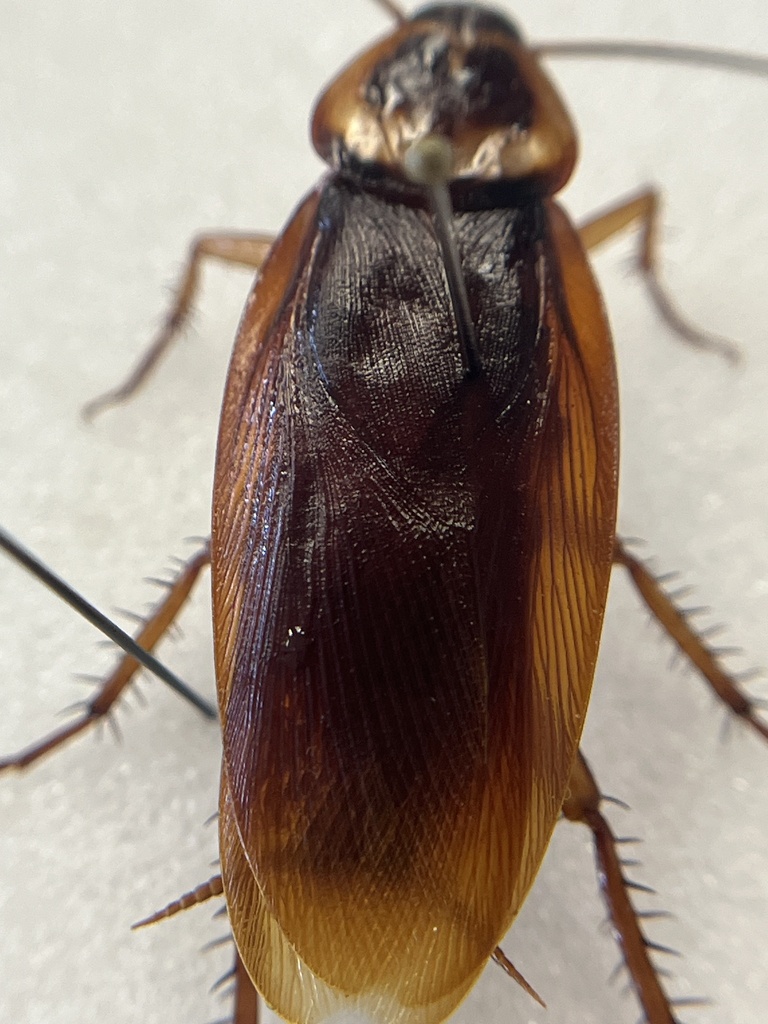 American Cockroach from University of Arizona, Tucson, AZ, US on ...