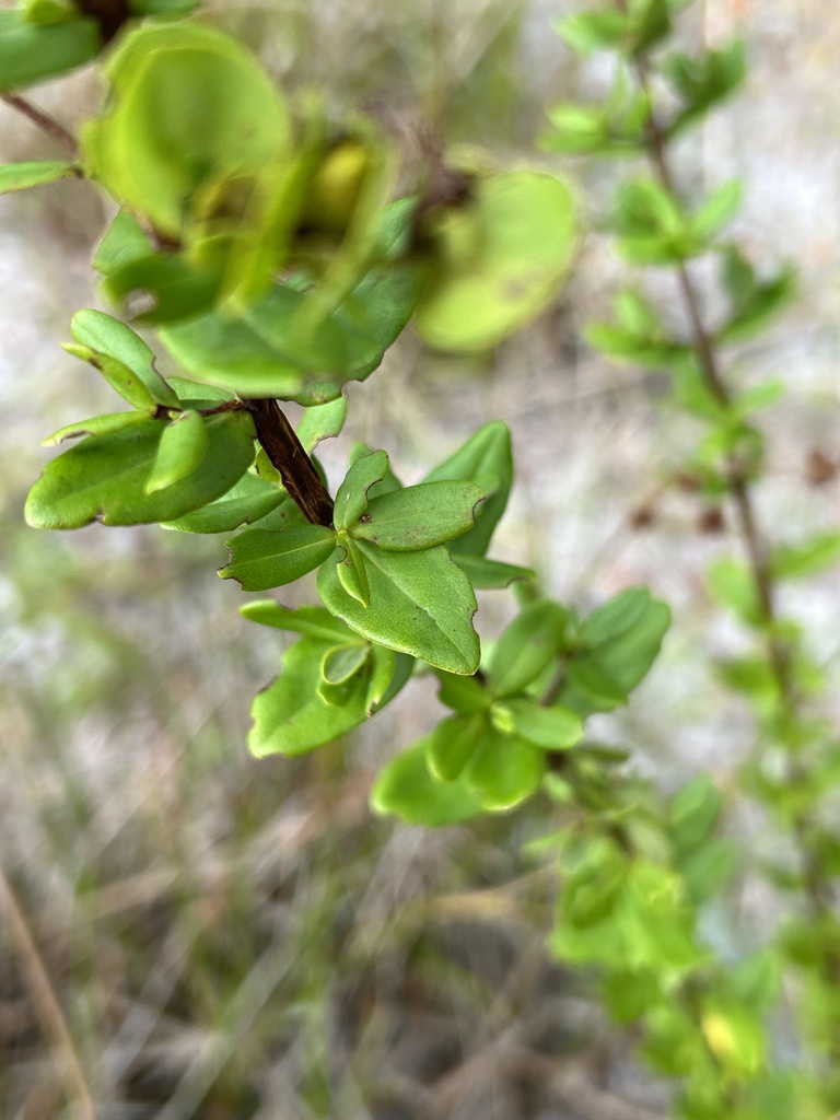 St. Peter's-wort from Marjorie Harris Carr Cross Florida Greenway ...