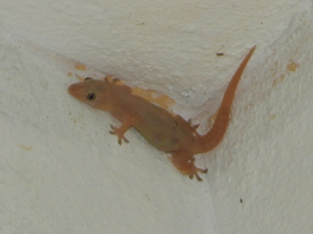 Asian House Gecko from San Mateo Rio Hondo, Oaxaca, Meksyk on September ...