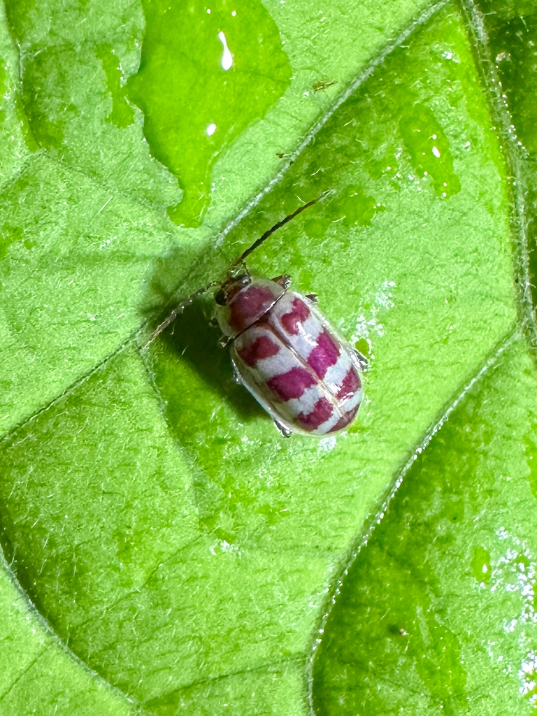 Asphaera quadrifasciata from Metropolitan District of Quito, Ecuador on ...