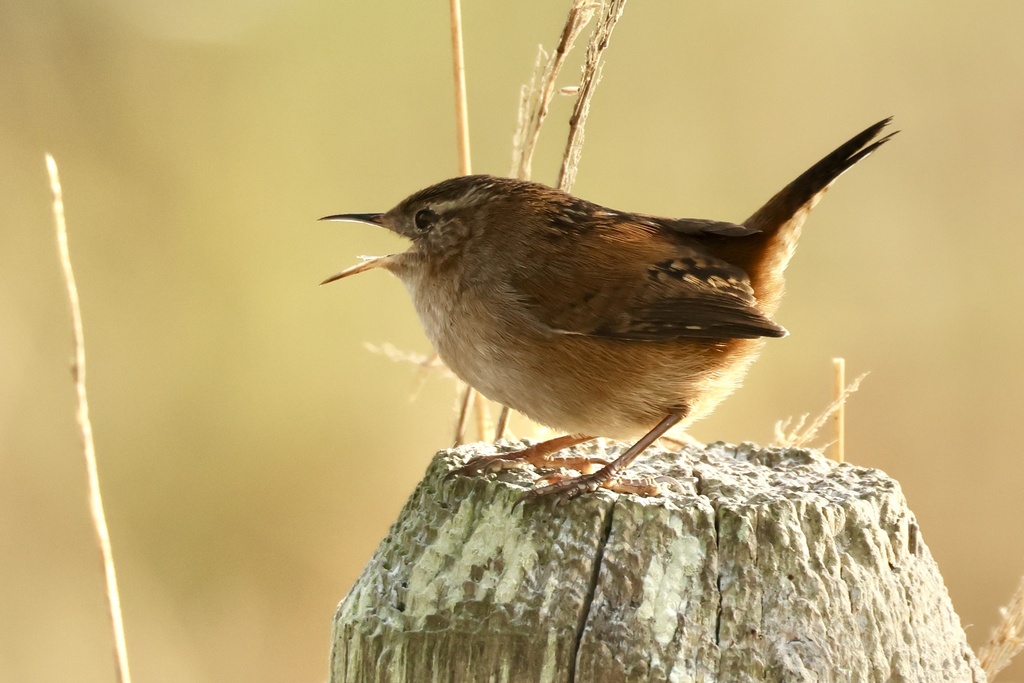 Marsh Wren from Mad River Slough Wildlife Area, Arcata, CA, US on ...