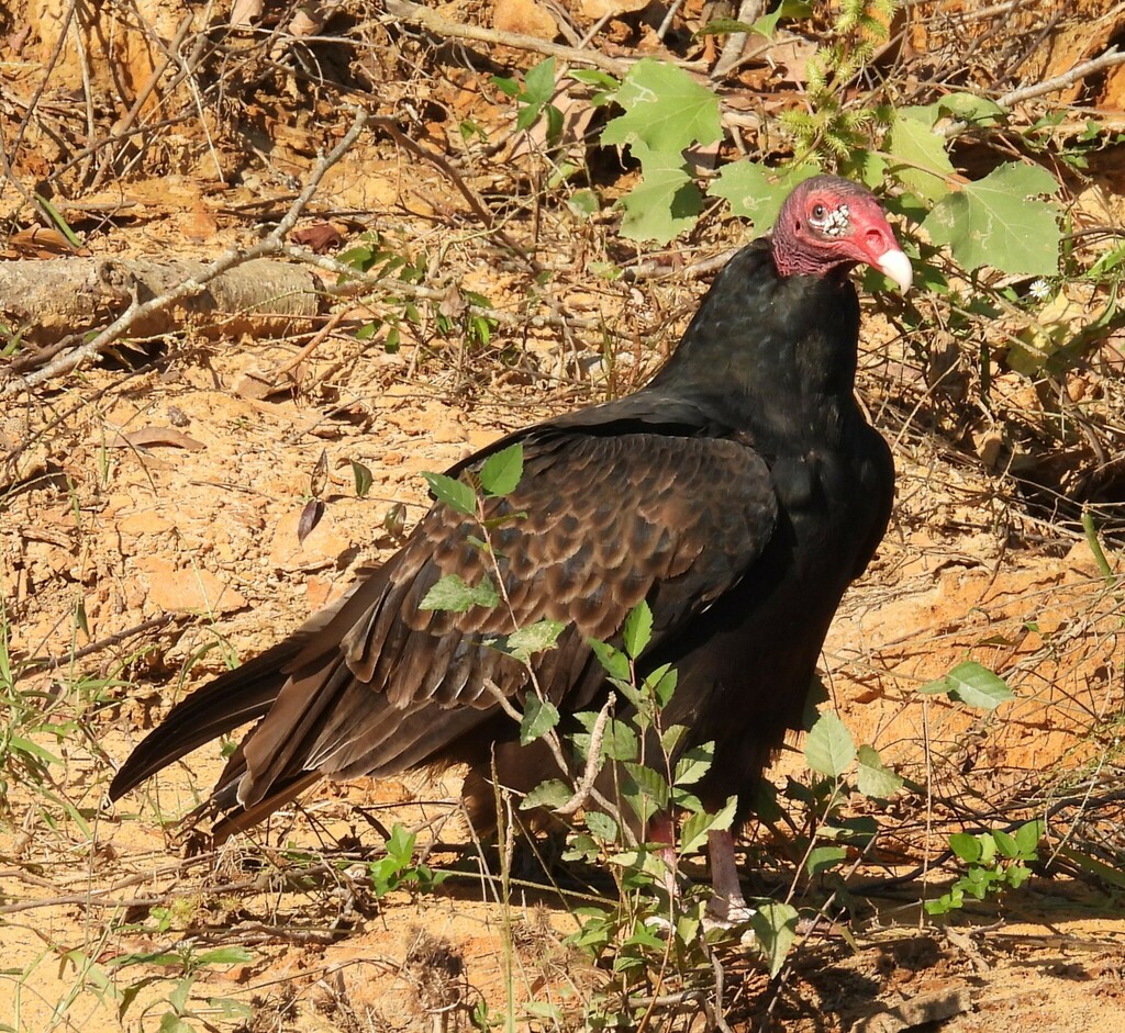 Turkey Vulture from Moundville boat ramp, Hale Co., AL, USA on October ...