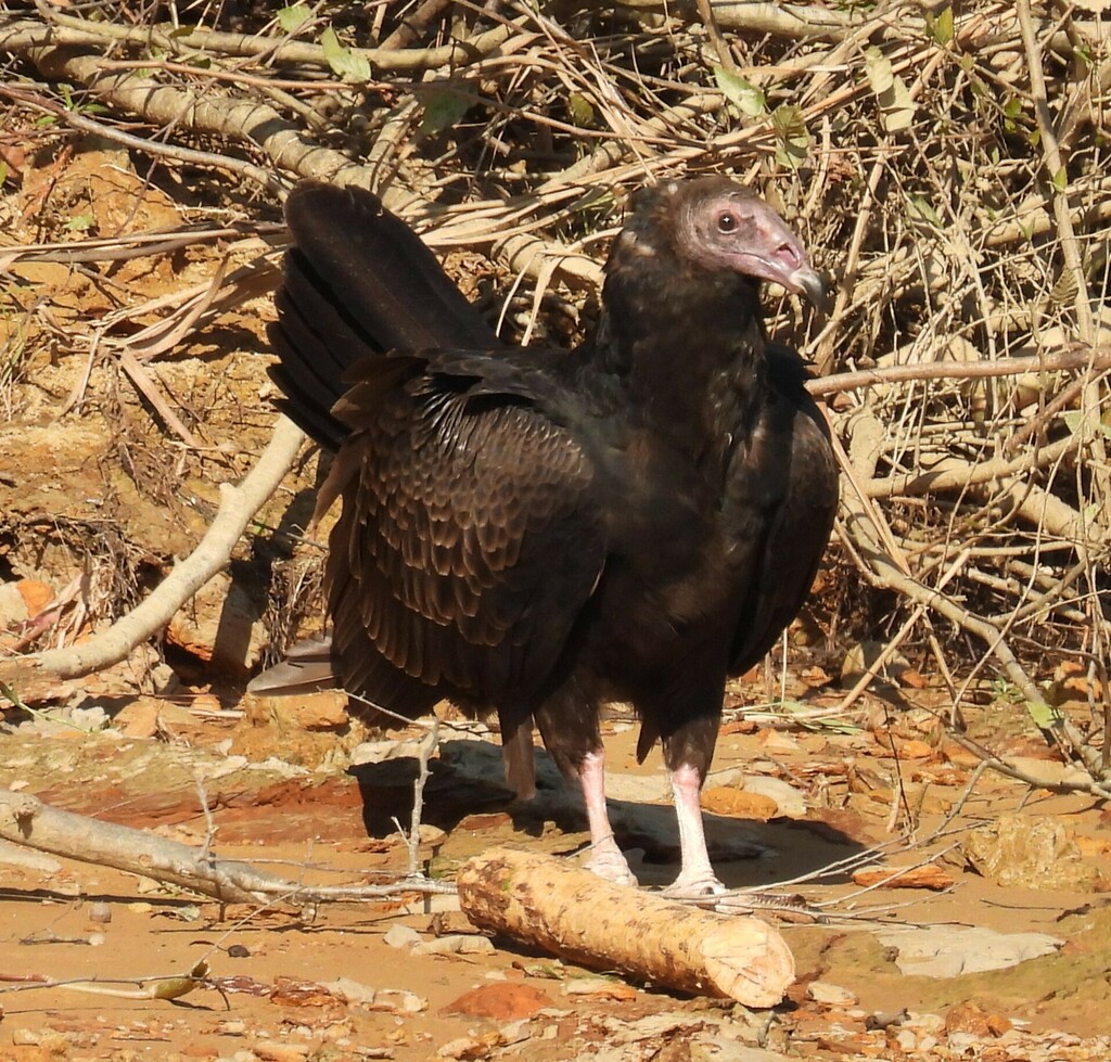 Turkey Vulture from Moundville boat ramp, Hale Co., AL, USA on October ...