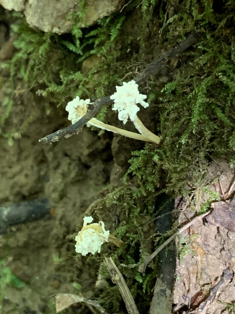 Cordyceps from Hoosier National Forest, West Baden Springs, IN, US on ...