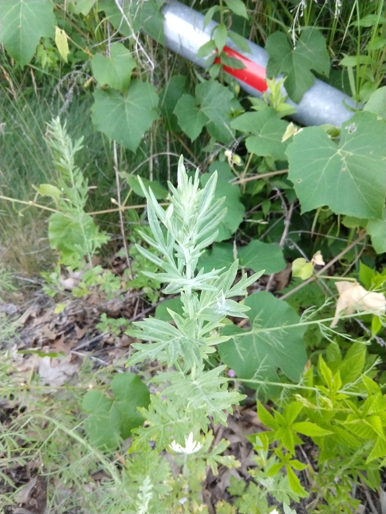common mugwort from Old Mass Ave @ Marrett Rd - Minuteman Park ...