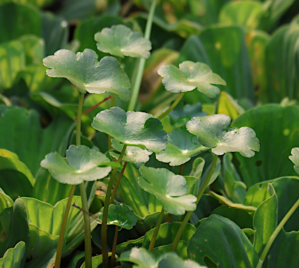 floating marsh pennywort from Lake Mburo boat trip, Kiruhura, Uganda on ...