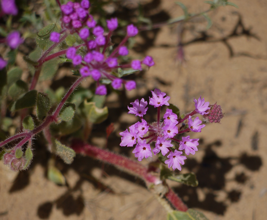 Mojave Sand Verbena (Common Plants of the Lancaster/Palmdale area ...