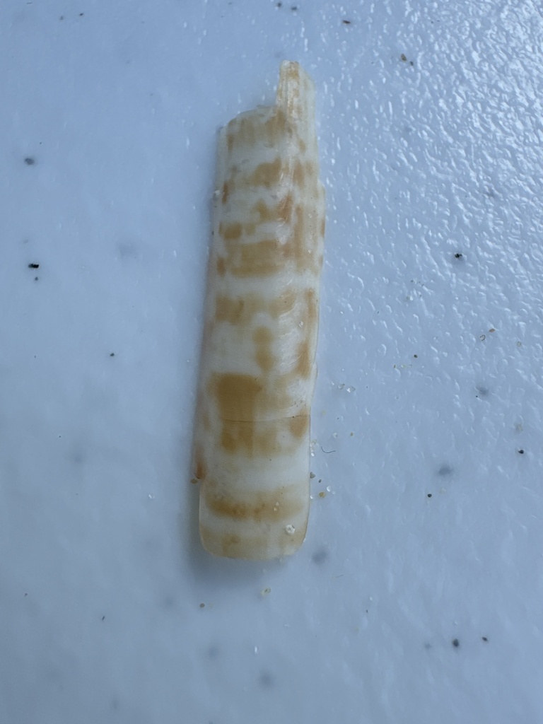 Southern Razor Shell from Huskisson, NSW, AU on October 11, 2024 at 09: ...