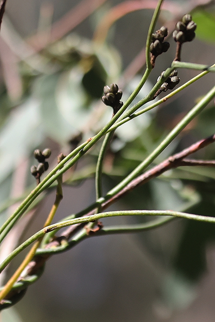 Coarse Dodder-laurel from Pipers River TAS 7252, Australia on September ...