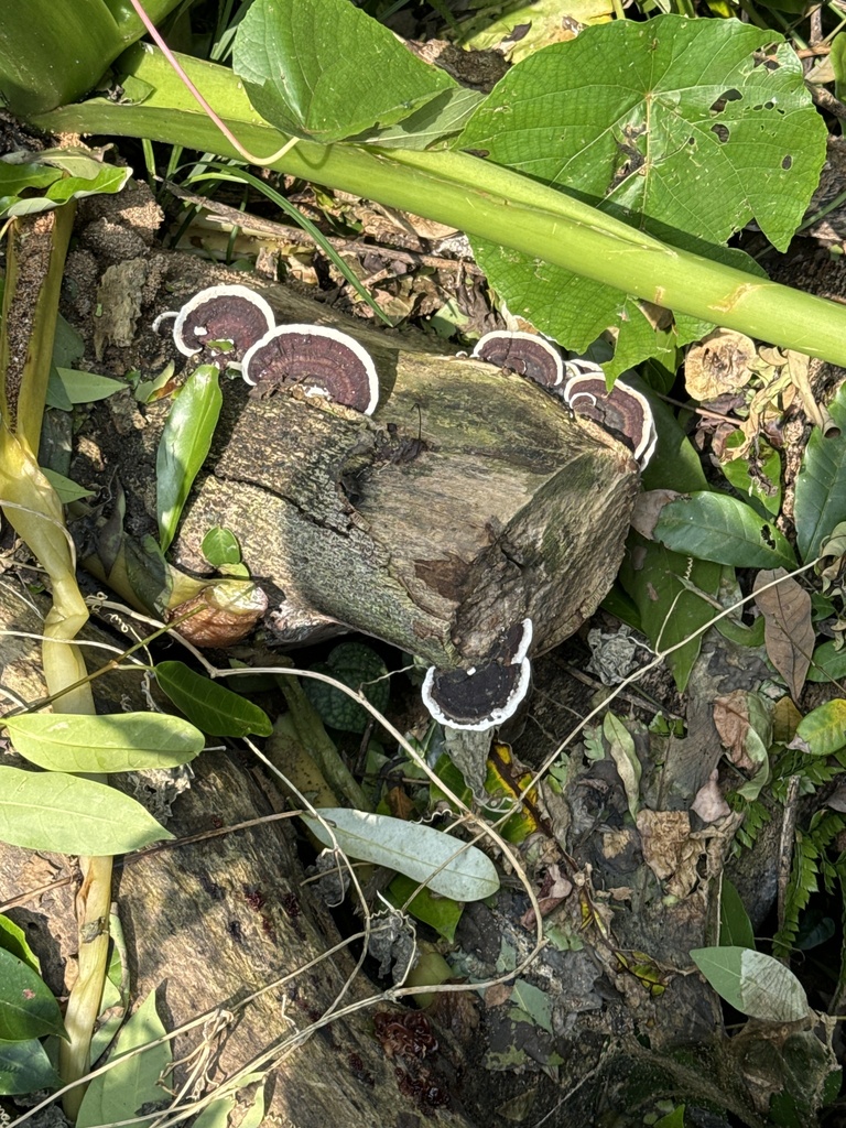 Sanguinoderma rugosum from 壽山國家自然公園, 鼓山區, KHH, TW on October 10, 2024 ...