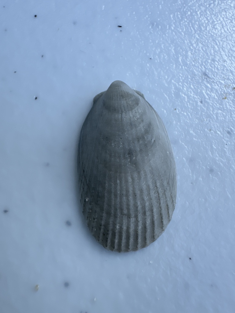 Limatula strangei from Huskisson, NSW, AU on October 11, 2024 at 09:54 AM by dashtwostep ...