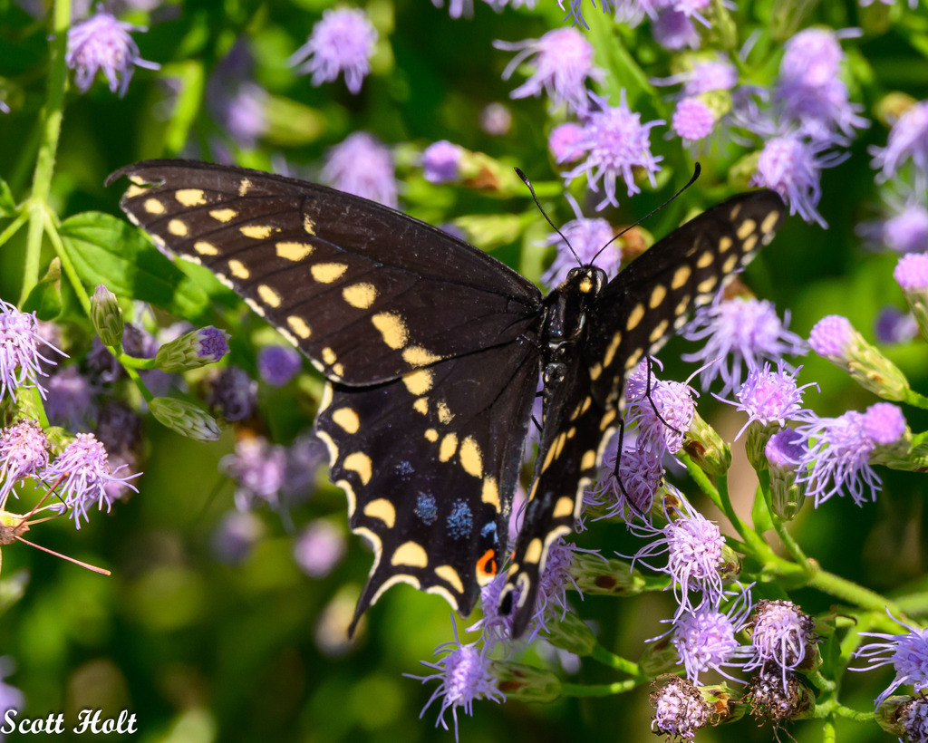 Black Swallowtail from Duval County, US-TX, US on October 9, 2024 at 01 ...