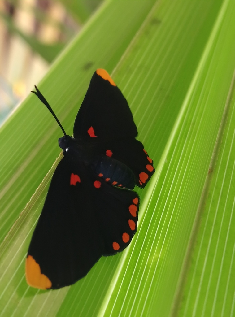 Red-bordered Pixie from La Joya, Reynosa, Tamps., México on October 10 ...