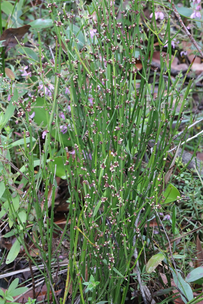 Broom Spurge from Mount Wilson FS, Blue Mountains, NSW on October 9 ...