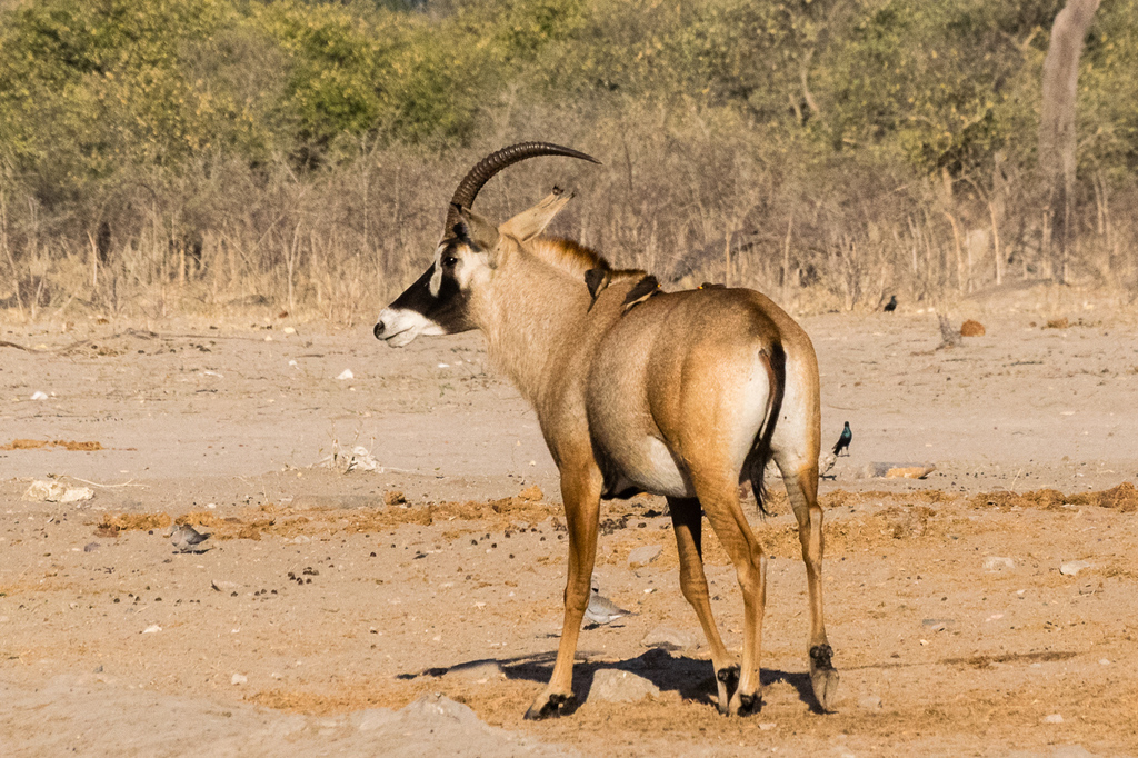Southern Roan Antelope from C3Q9+MX Savuti, Botsuana on August 19, 2024 ...