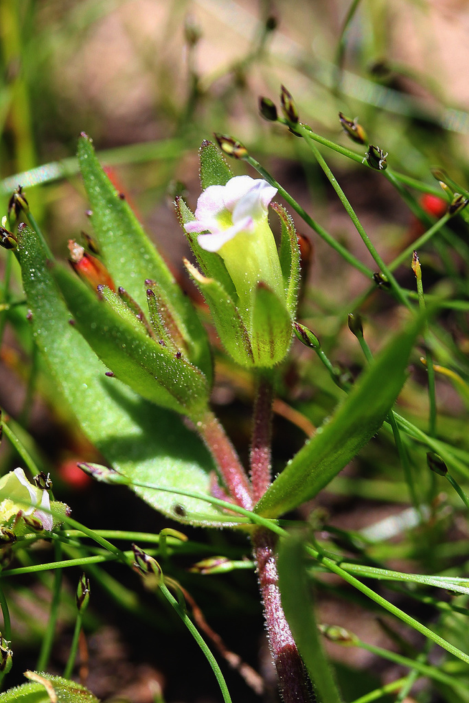 bractless hedge-hyssop (Vernal Pools of Prairie City SVRA) · iNaturalist