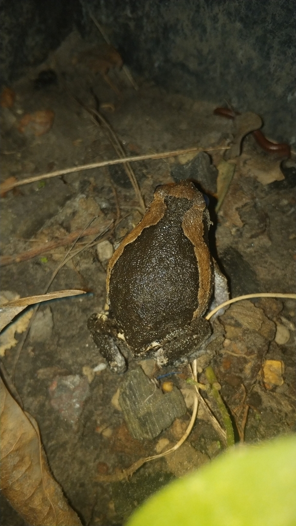 Asian Painted Frog from Ban Phue, Ban Phue District, Udon Thani 41160 ...