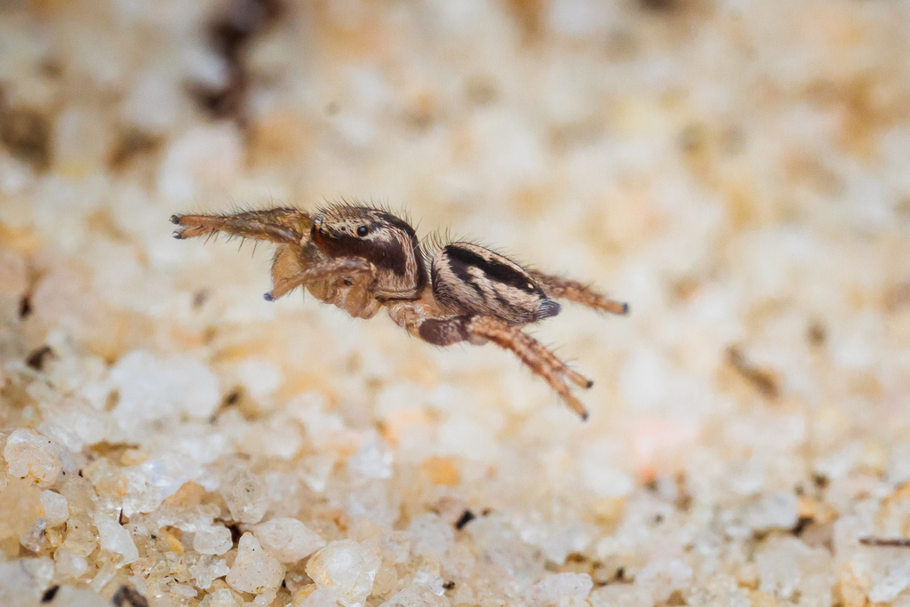 Habronattus notialis from Taylor County, GA, USA on October 10, 2024 at ...